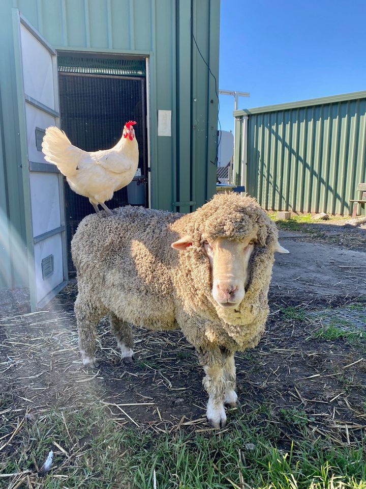 Bede Polding College | South Windsor